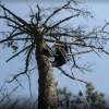 Gallery | Evergreen Tree Service