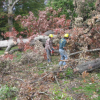 Gallery | Evergreen Tree Service