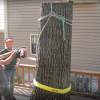 Gallery | Evergreen Tree Service